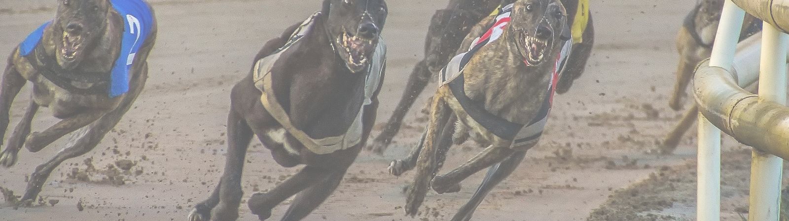 Urine Transport Kit for Animals | Versapak Doping Control Solutions